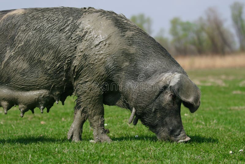 Groot Varken stock afbeelding. Image of gekweekt, schepsel - 19084025