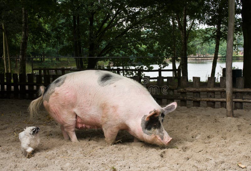 Groot Varken Dat Voedsel Zoekt Stock Foto - Image of vrij, varken: 6210408