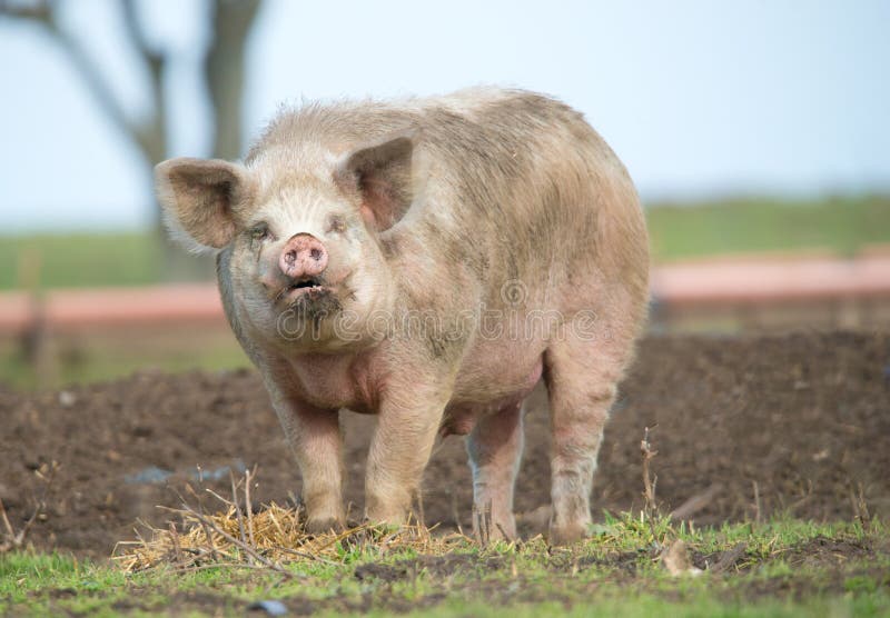 Groot Varken Met Vuil Gezicht Stock Foto - Afbeelding bestaande uit ...