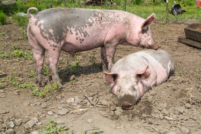 Groot Varken Op Het Landbouwbedrijf Stock Afbeelding - Image of varken ...