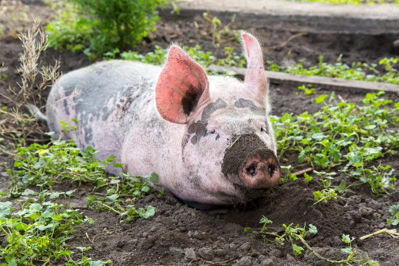 Groot Varken Op Het Landbouwbedrijf Stock Foto - Image of biggetje ...