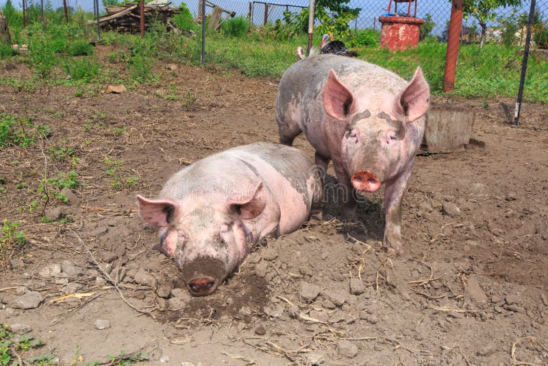 Varken in de modder stock afbeelding. Image of modder - 8126401
