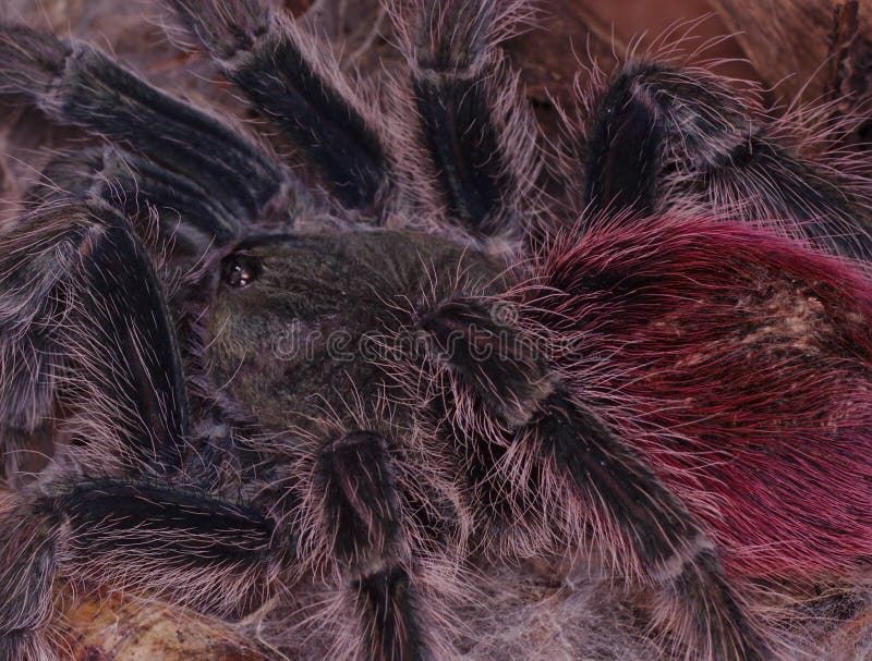 Groot Wijfje Van Peru Flame Rump Tarantula Thrixopelma-ockerti Stock ...