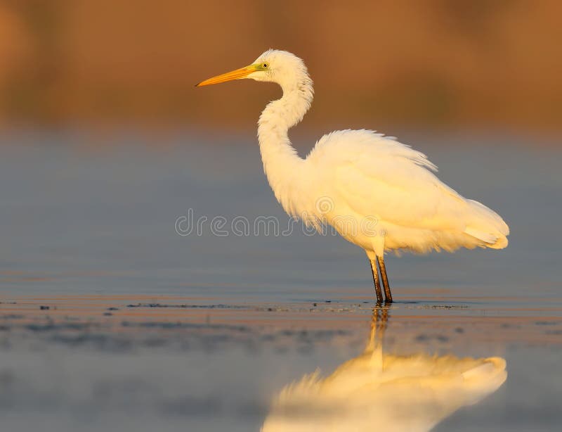 Groot Wit Reiger Dicht Omhooggaand Portret Stock Afbeelding - Image of ...