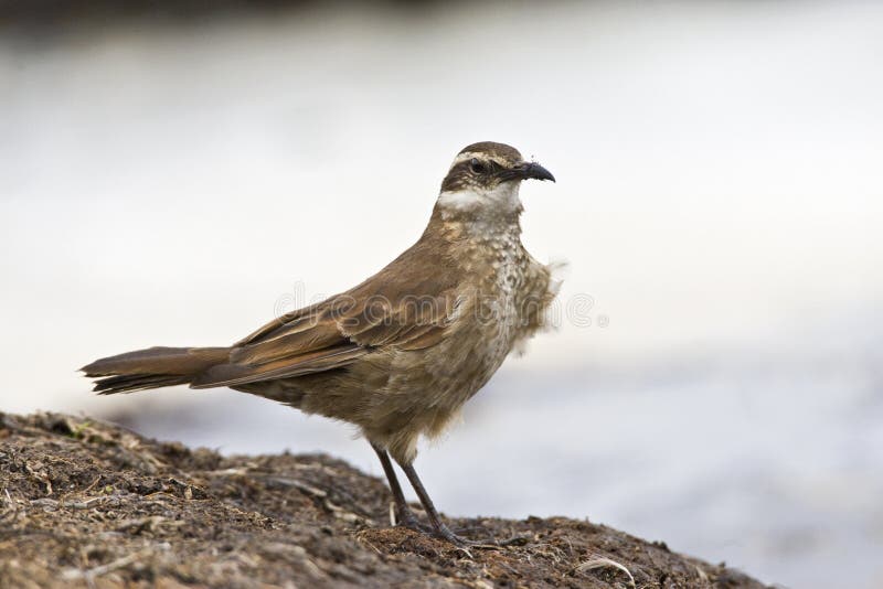 Cinclodes Excelsior, Stout-billed Cinclodes, Near the Nesting Ground ...