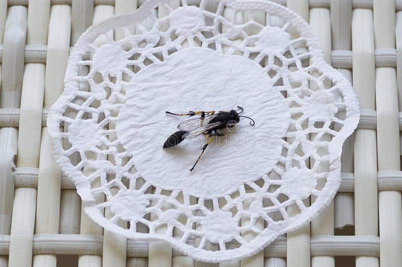 De Wesp Met Gevouwen Vleugels Zit Op Een Groen Blad Van Gras Stock Foto ...