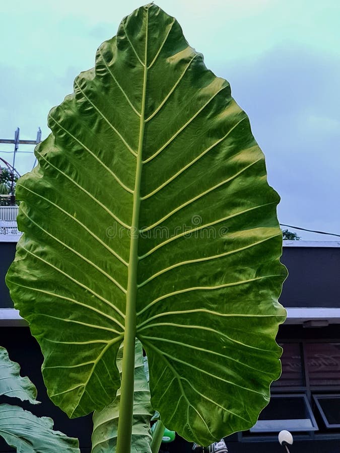 Groove the Back of the Leaf Stock Photo - Image of blue, back: 209983842