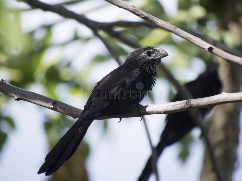 Grooved Billed Ani Standing on a Branch Stock Photo - Image of ...