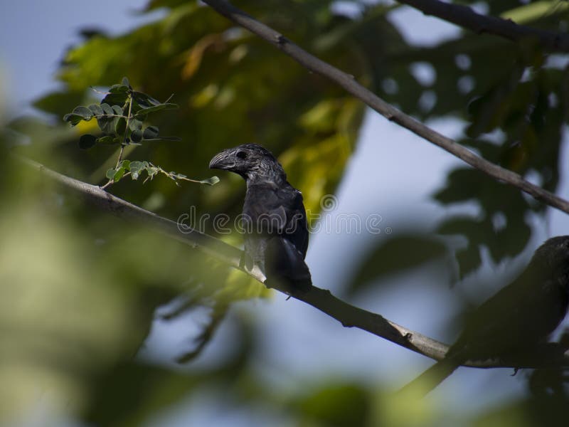 Grooved Billed Ani Standing on a Branch Stock Image - Image of costa ...