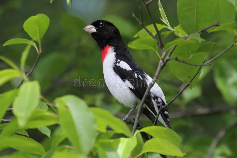 Gros-bec de Rose-breasted image stock. Image du rose - 30816167