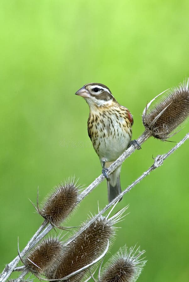 Gros-bec De Rose-Breasted (ludovivianus De Pheucticus) Photo stock ...