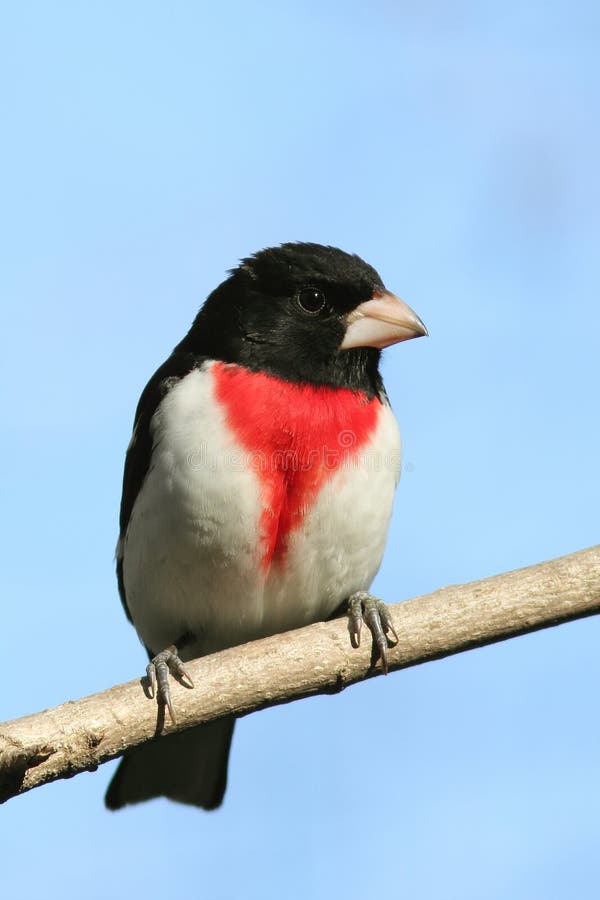 Gros-bec Mâle De Rose-breasted Photo stock - Image du états, amérique ...