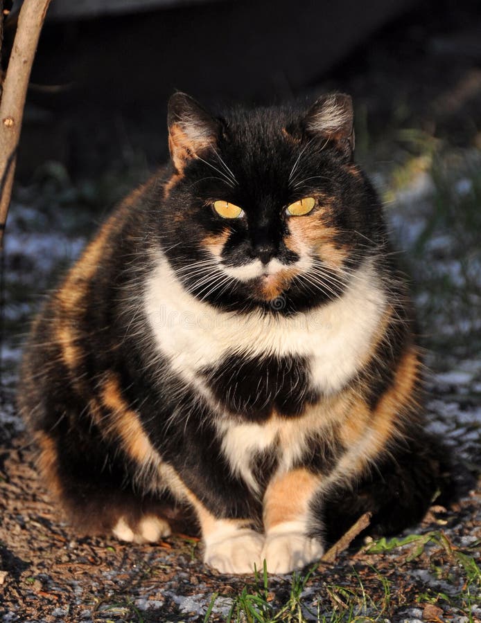 Chat multicolore photo stock. Image du adulte, affamé - 33963050