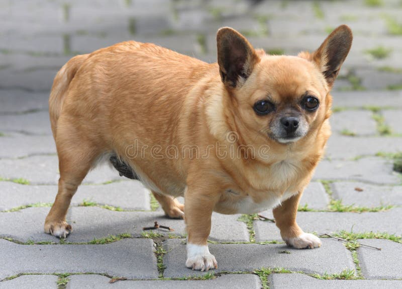 Gros chiwawa image stock. Image du beau, canin, closeup - 10428047