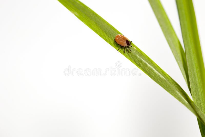 Gros Coutil Sur Une Feuille Verte. Image stock - Image du crabot ...