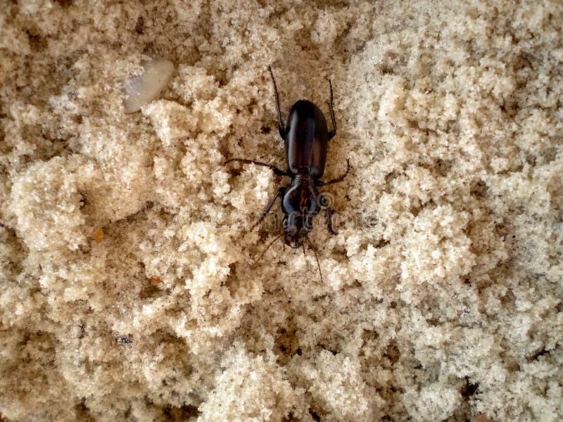 Gros Insecte Noir Dans Le Sable. Insecte De Plage. Rampe De Cafard ...