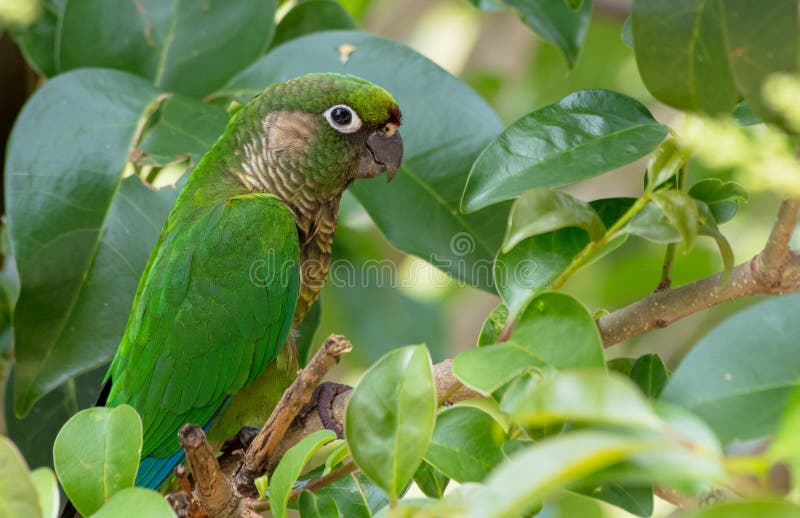 Gros Plan D'un Perroquet Greencheeked Tropical Perruche Mignon Photo ...
