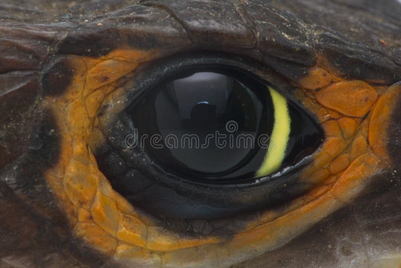 Gros Plan De Yeux Rouges Crocodile Skink Photo stock - Image du ...