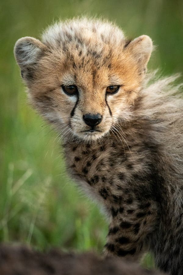 Gros Plan Du Guépard Face à L'herbe Photo stock - Image du gibier ...