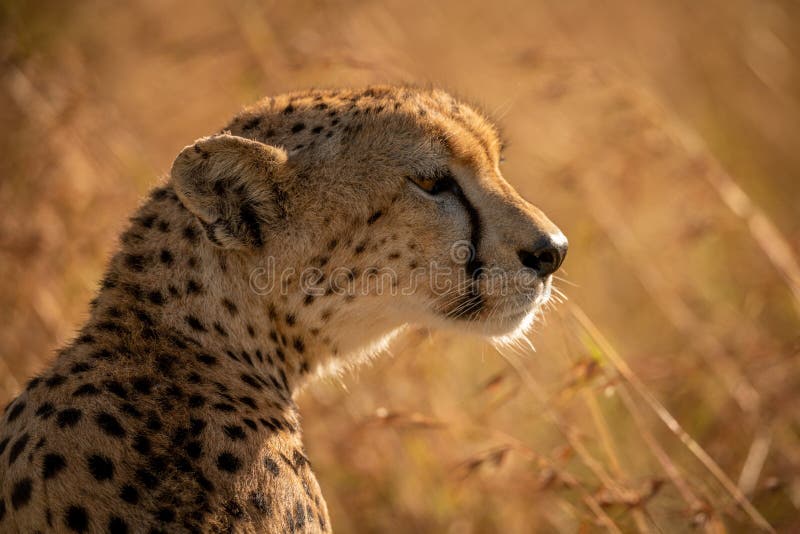 Guépard Faisant Face à L'appareil-photo Image stock - Image du fond ...