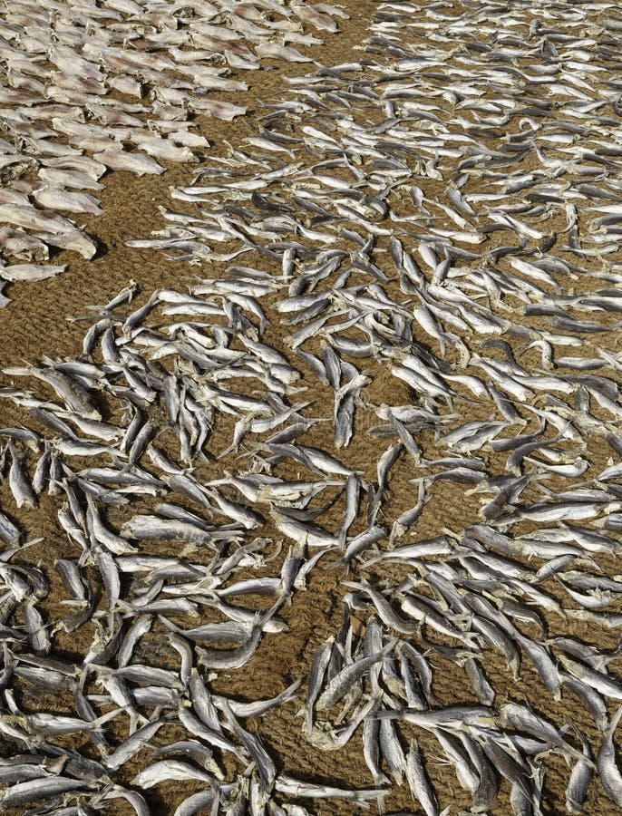 Gros plan du poisson sec image stock. Image du ailette - 220926443