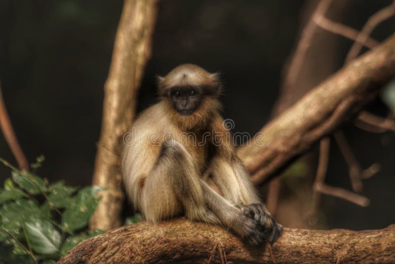 Gros Plan Du Singe Blanc Et Noir Image stock - Image du primat, jungle ...