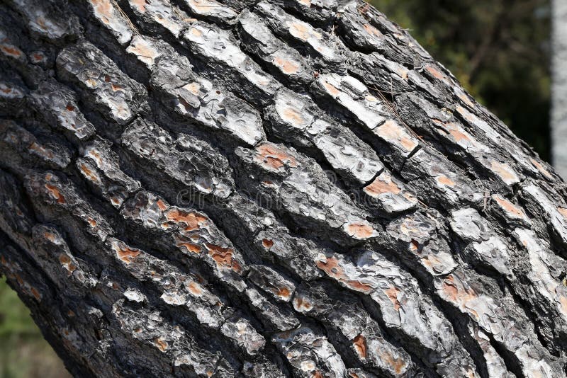 Gros Plan Du Tronc D'un Pin Photo stock - Image du beau, extérieur ...
