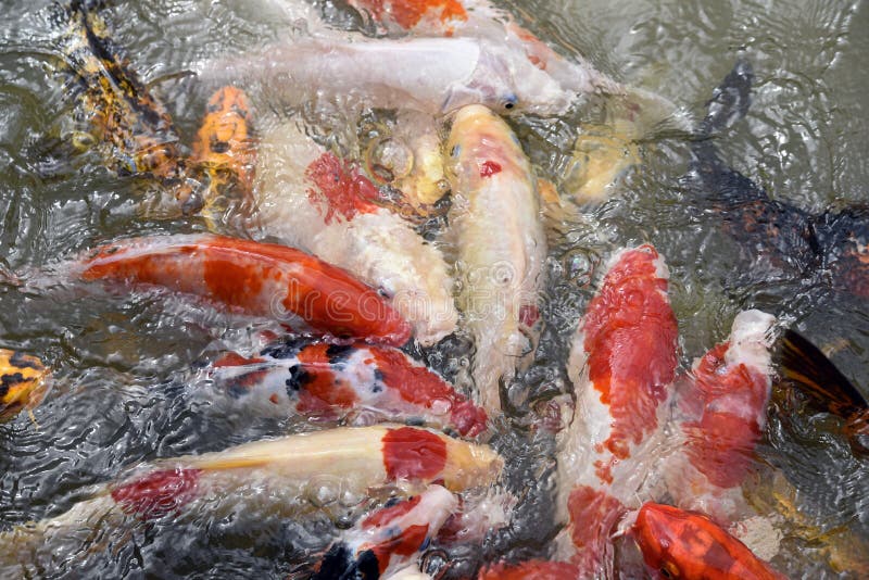 Gros Plan Le Poisson Rouge Dans La Piscine Aux Philippines Photo stock ...