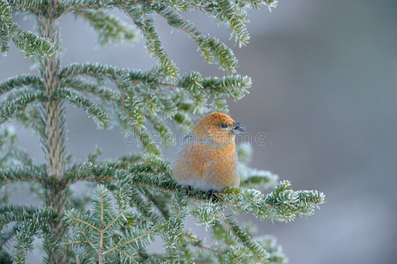 Grosbeak stock photo. Image of fringillidae, tree, snow - 27181940