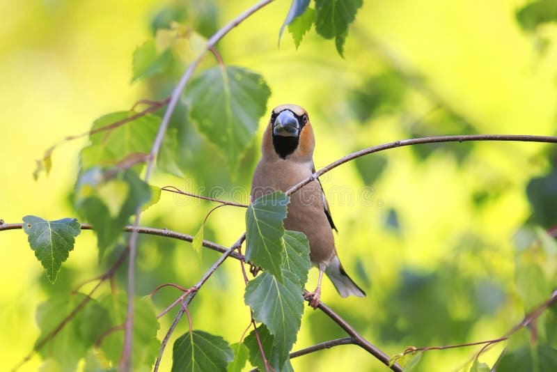 Grosbeak with an Impressive Beak is Sitting Amongst the Leaves O Stock ...