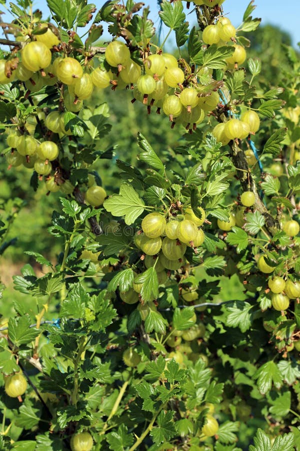Groseille verte photo stock. Image of nutrition, baie - 42175890