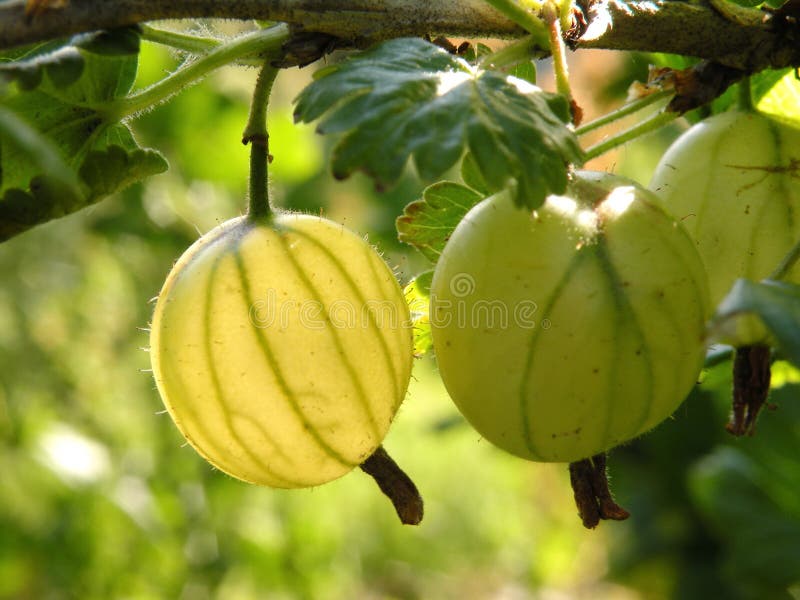 Groseille verte photo stock. Image of nutrition, baie - 42175890