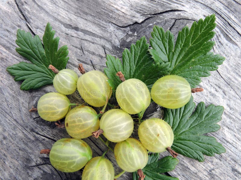 Groseille verte photo stock. Image of nutrition, baie - 42175890