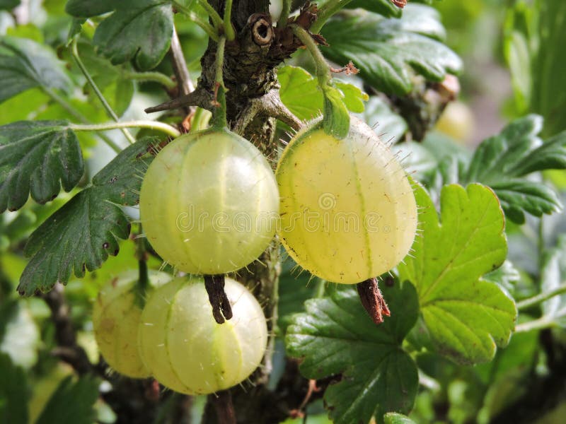 Groseille verte photo stock. Image of nutrition, baie - 42175890