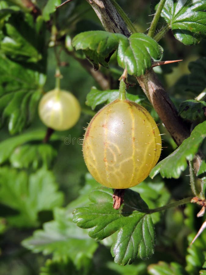 Groseille verte photo stock. Image of nutrition, baie - 42175890