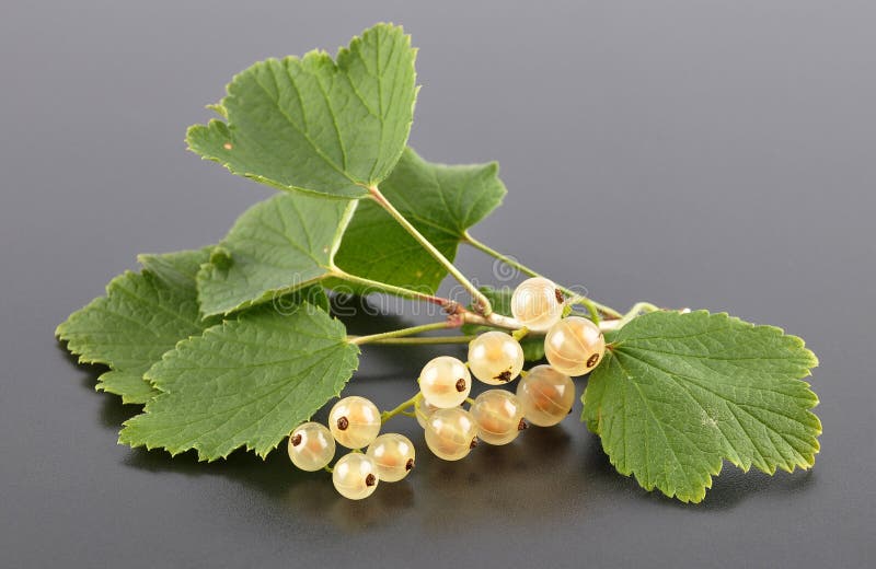 Groseille Blanche Avec Des Feuilles Sur Le Blanc Image stock - Image du ...