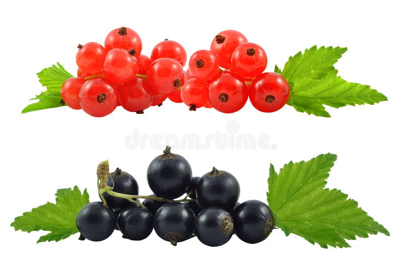 Groseille noire et rouge image stock. Image du isolement - 40735427