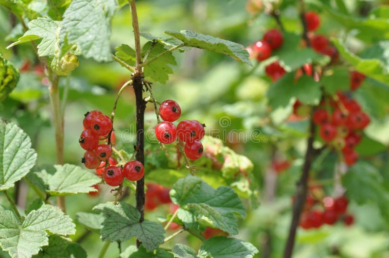 Groseille rouge sauvage 3 photo stock. Image du vivacité - 33740432