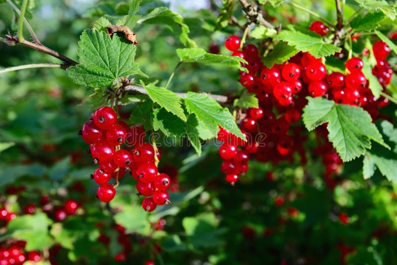 Groseille rouge image stock. Image du couleur, cultivé - 11941661