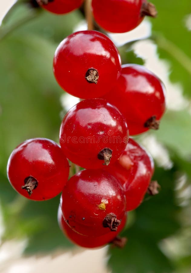 Groseille rouge image stock. Image du choc, fruité, isolement - 1600257