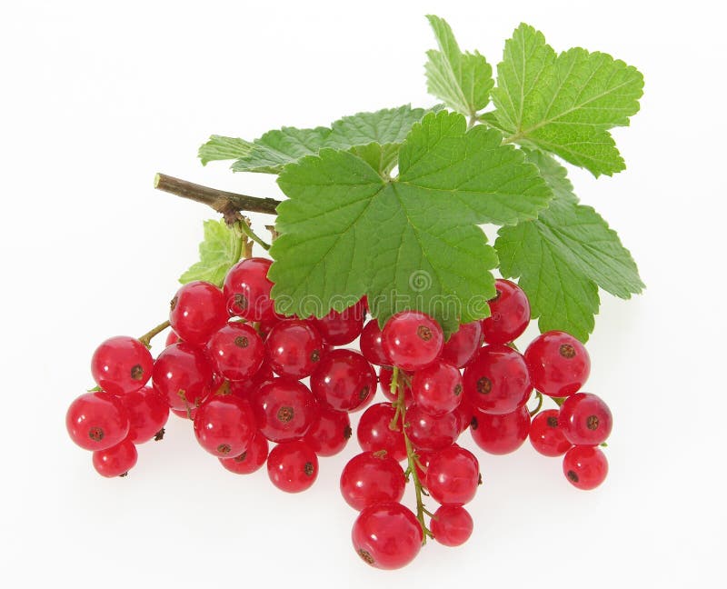 Branchement Des Groseilles Rouges Avec Des Lames Image stock - Image du ...