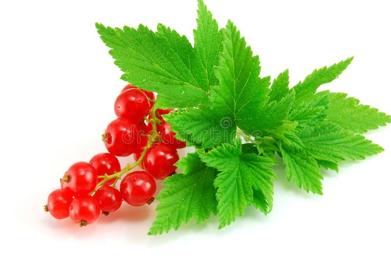 Groseille rouge image stock. Image du délicatesse, gourmet - 21616227