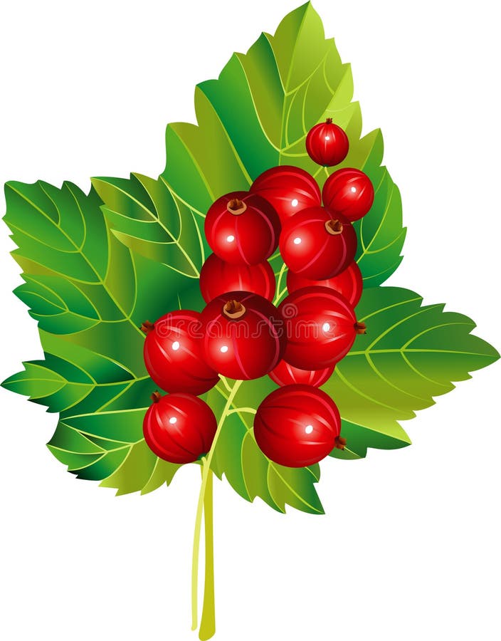Groseille Stock Illustrations, Vecteurs, & Clipart – (3,992 Stock ...