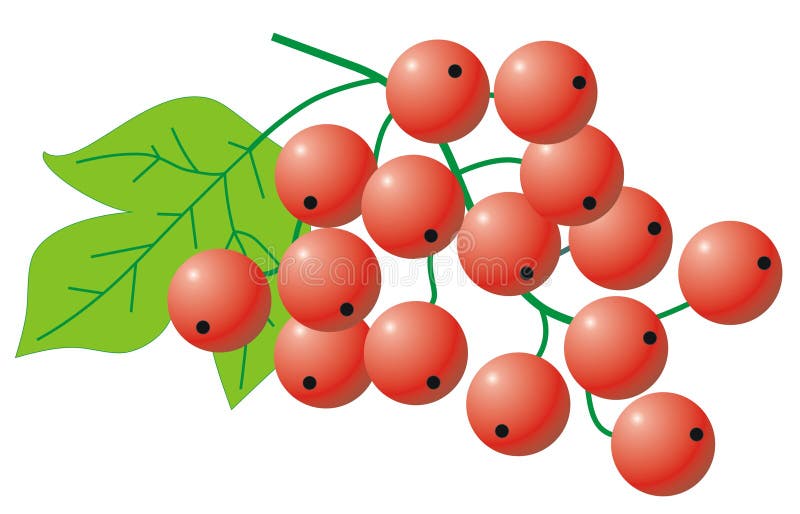 Groseille Rouge Stock Illustrations, Vecteurs, & Clipart – (2,367 Stock ...