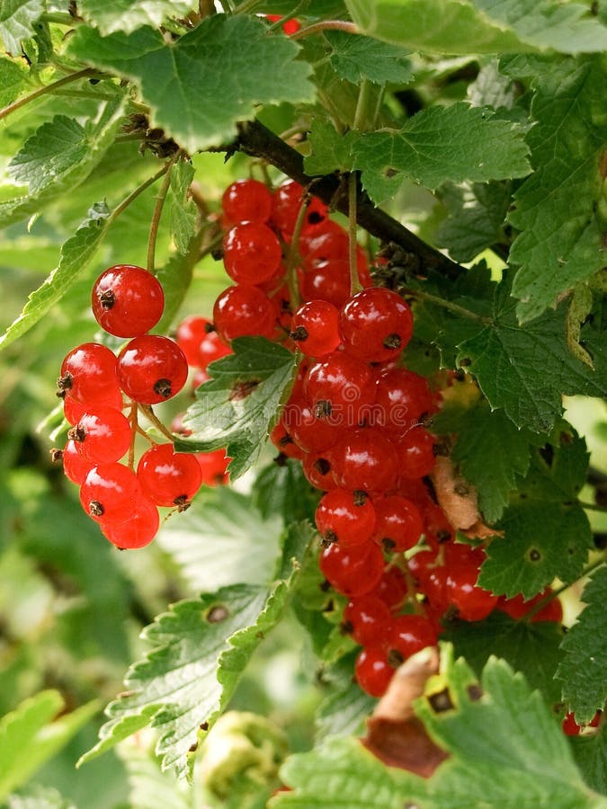 Raisin et groseille rouge photo stock. Image du juteux - 18708438