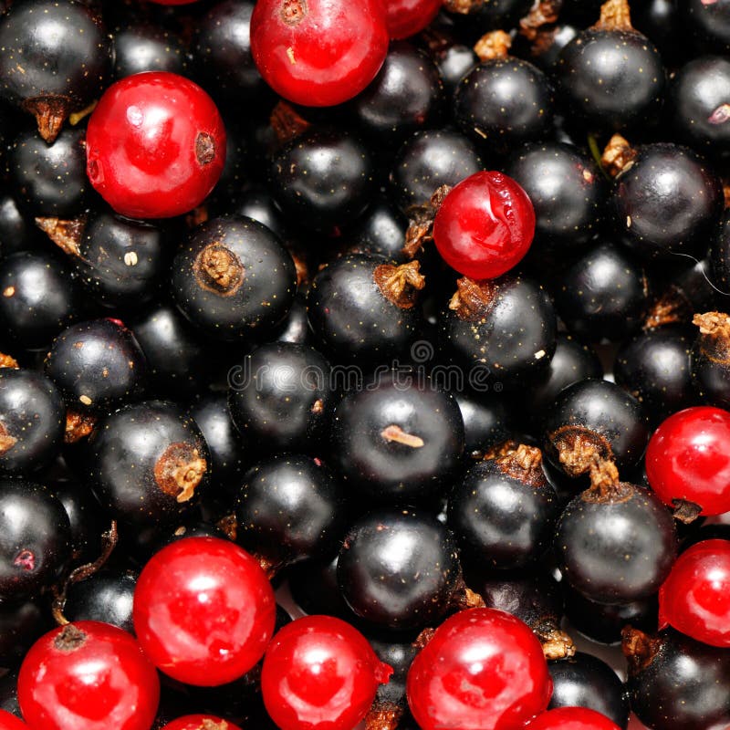 Groseille rouge et cassis image stock. Image du baie - 12457829