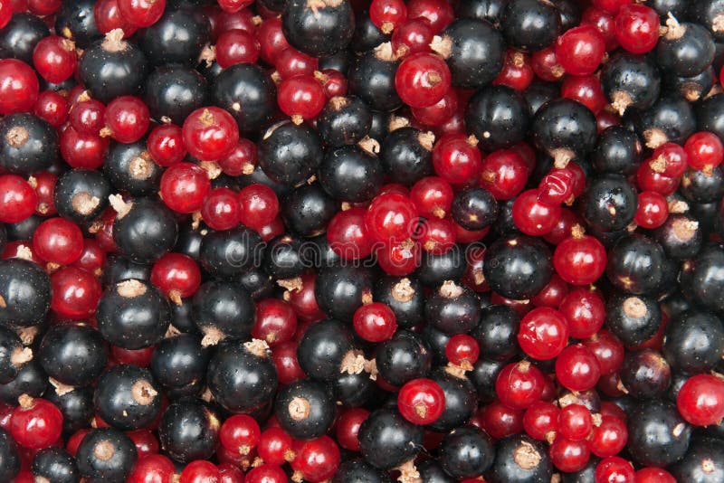Groseille rouge et cassis photo stock. Image du groupe - 20999560