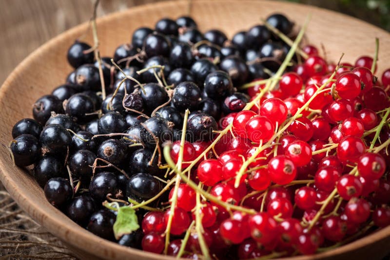 Groseille Rouge Et Cassis Dans La Cuvette Photo stock - Image of ...