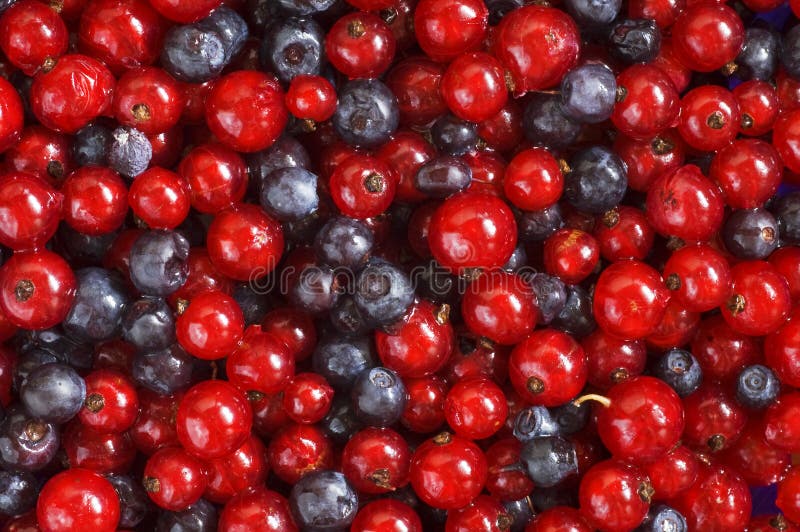 Groseille Rouge Et Myrtille Photo stock - Image du dessert, myrtille ...