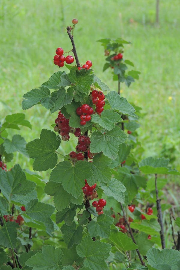 Groseille Rouge, Groseille Rouge Image stock - Image du sain ...
